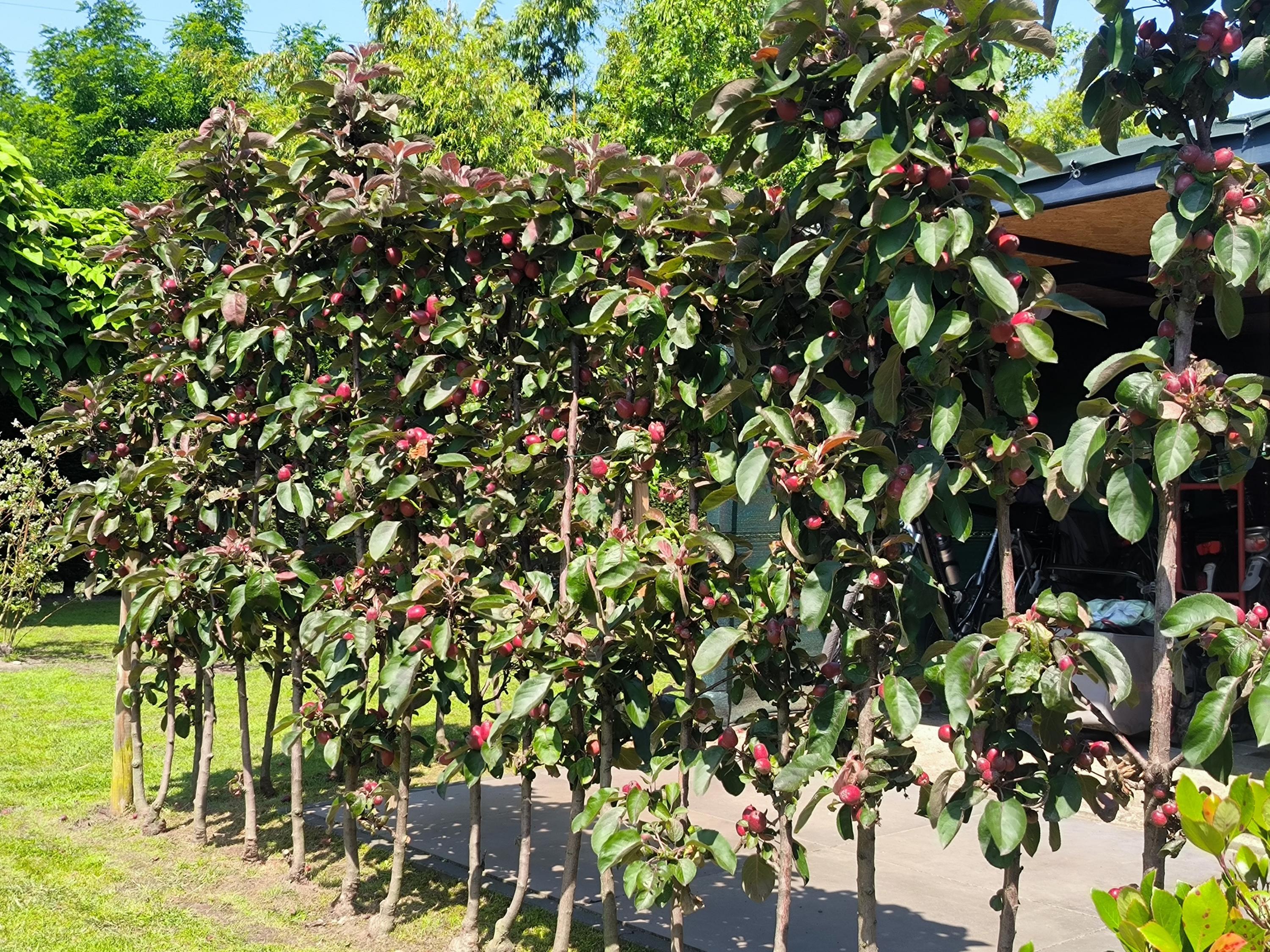 MiniTree fruithaag kopen?